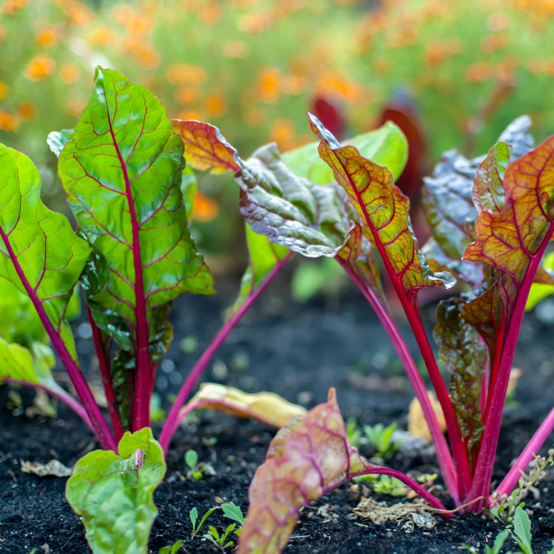 Beetroot Seeds – Grow Yours