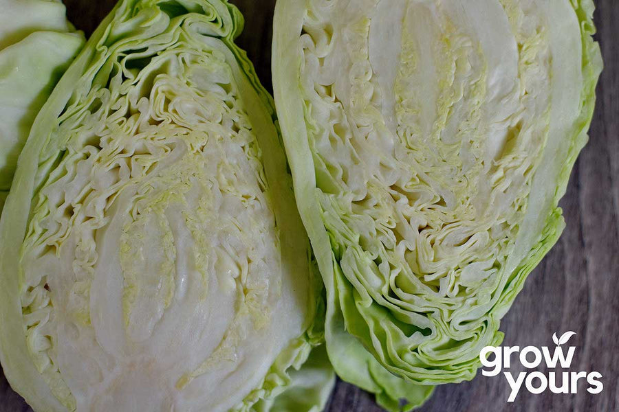 Heirloom Vegetable Seeds NZ – Buy Premium Vegetable Seeds Online – Grow ...