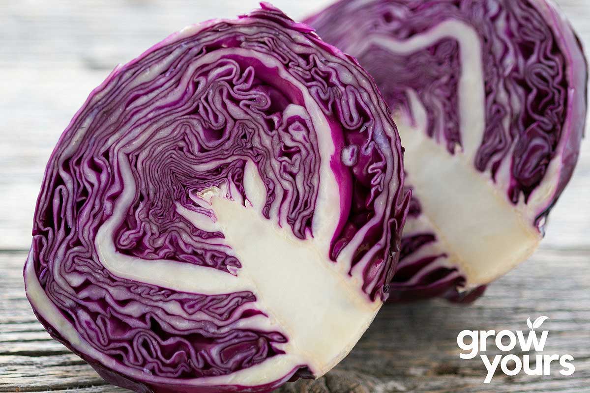 Cabbage ‘Mammoth Red Rock’ Seeds - Heirloom Cabbage Seeds NZ – Grow Yours