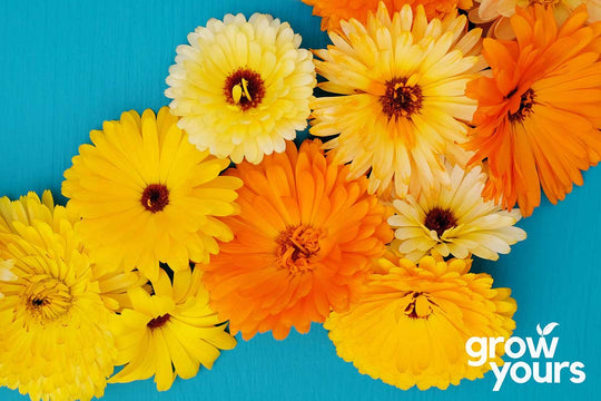 Calendula Seeds – Grow Yours