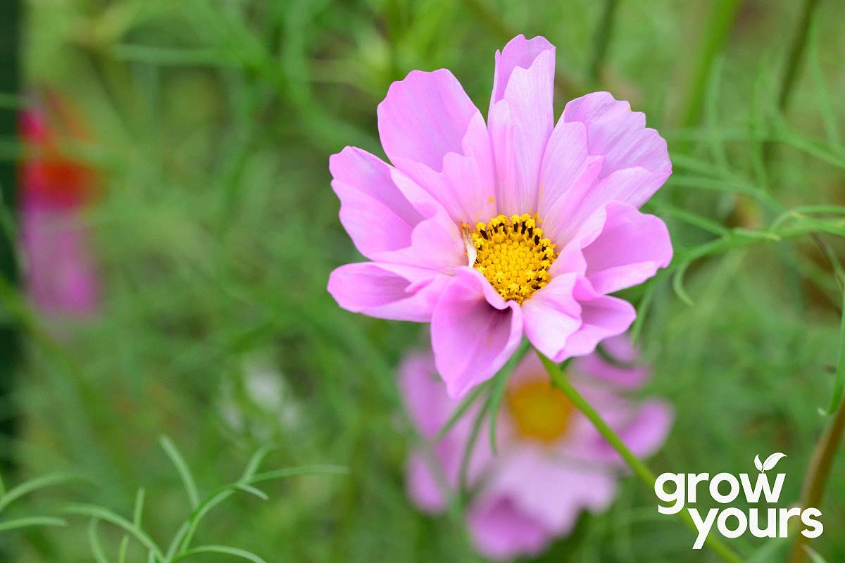 Cosmos 'Sea Shells' Seeds - Order Cosmos Flower Seeds NZ Wide – Grow Yours