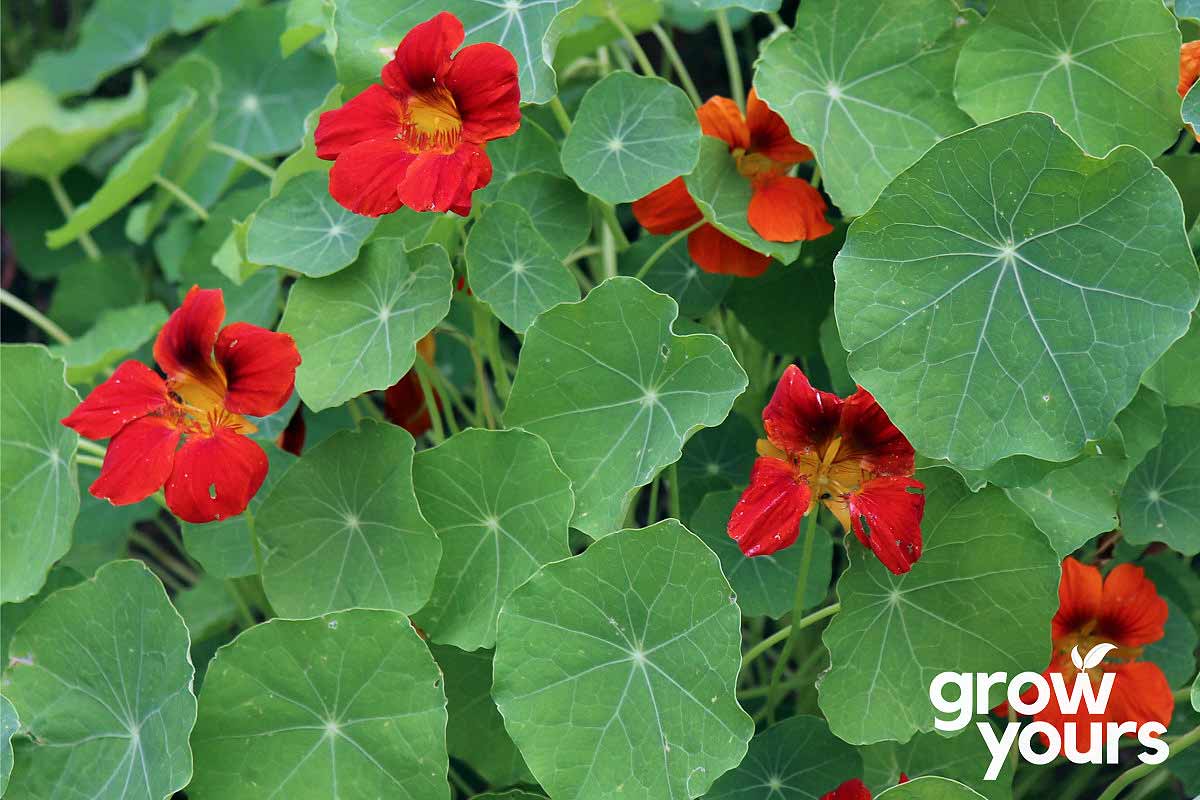 Nasturtium 'Empress of India' Seeds - Heirloom Flower Seeds NZ – Grow Yours