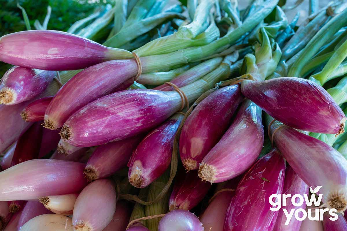 Onion ‘Red of Florence’ Seeds - Heirloom Onion & Vegetable Seeds NZ ...