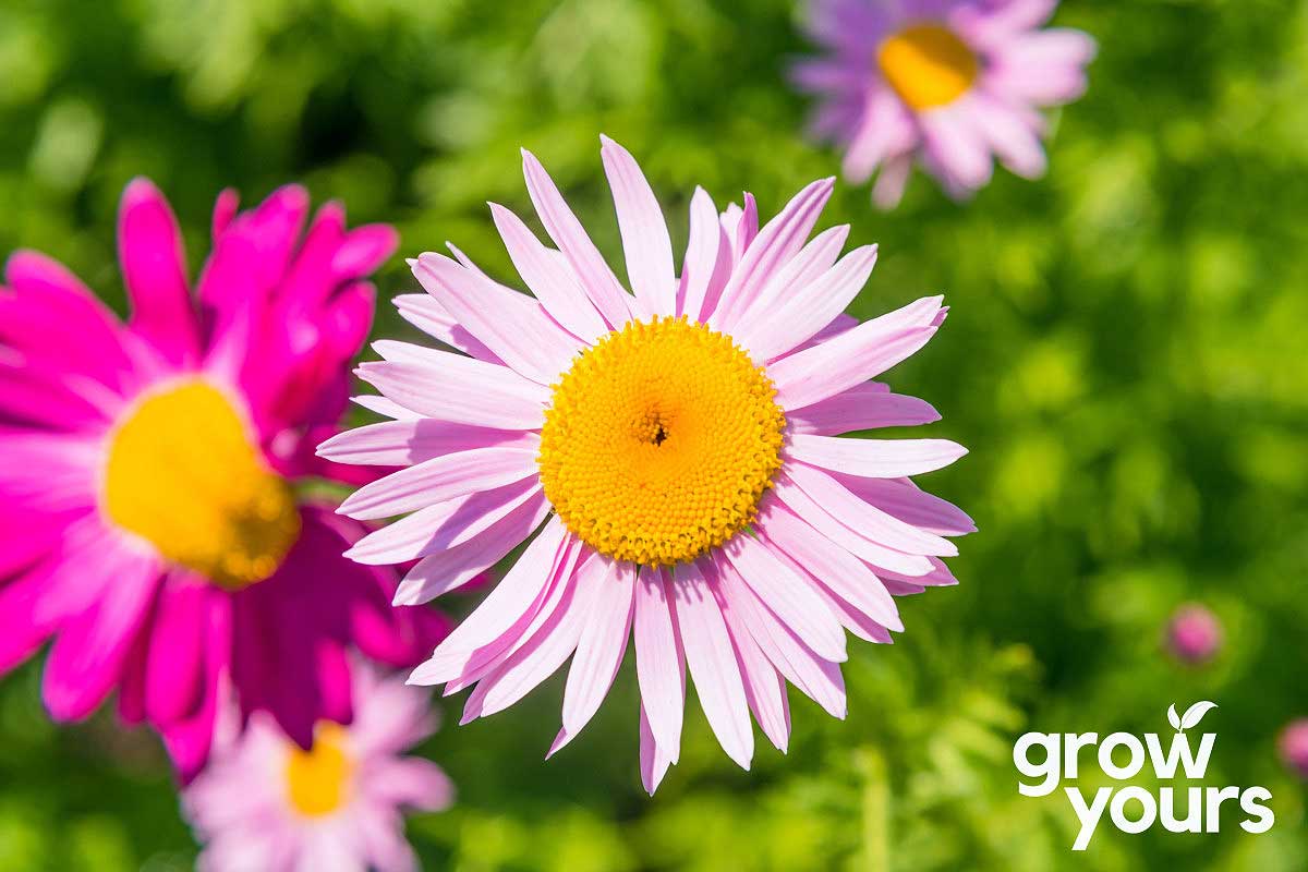 Painted Daisy 'Robinsons Mix' Seeds - Painted Daisy Flower Seeds NZ ...