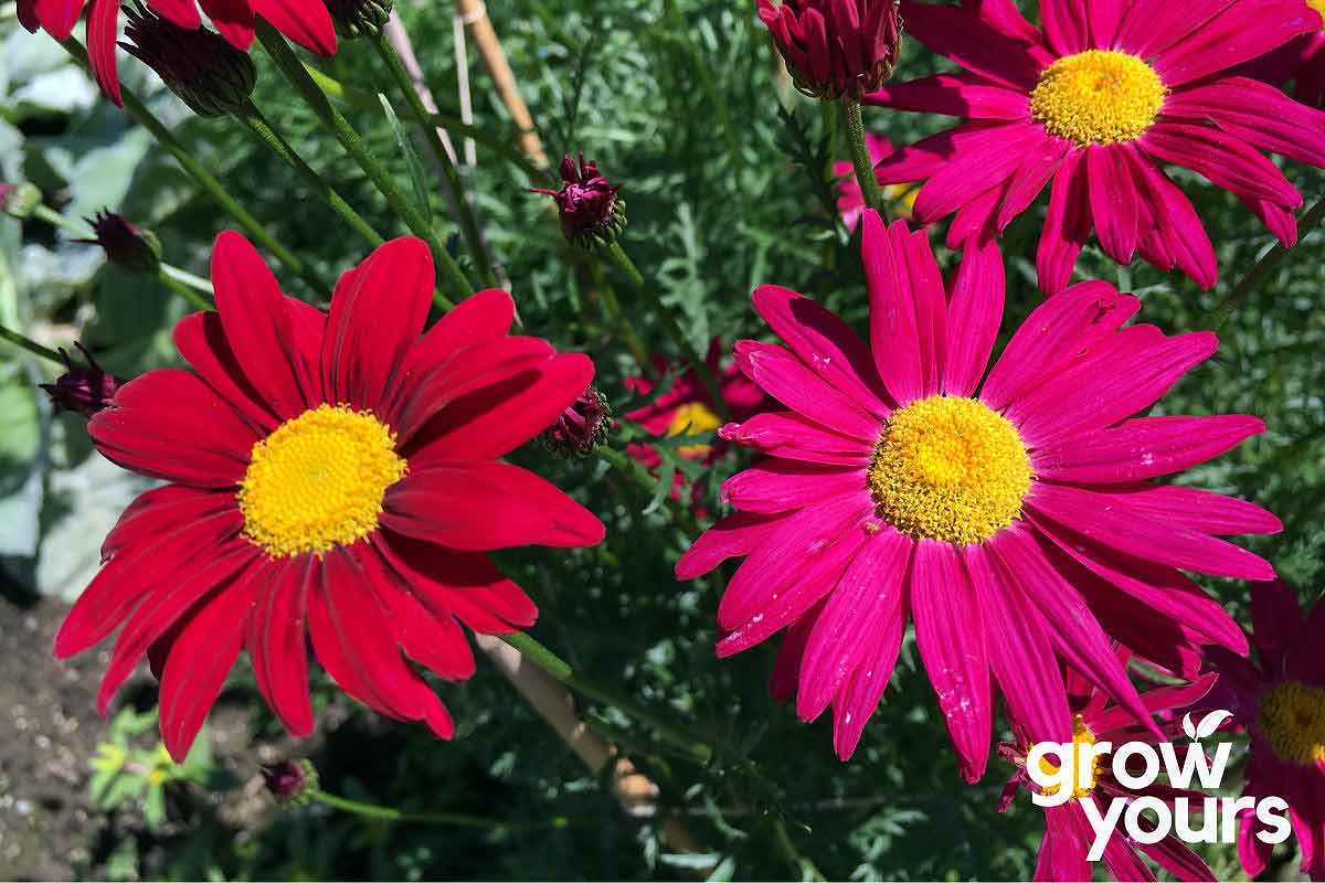 Painted Daisy 'Robinsons Mix' Seeds - Painted Daisy Flower Seeds NZ ...