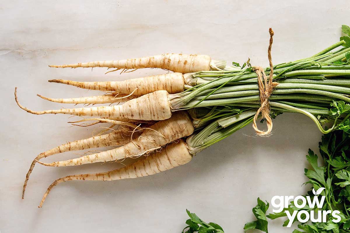 Parsnip ‘Harris Model’ Seeds - Buy Heirloom Parsnip Seeds online NZ ...