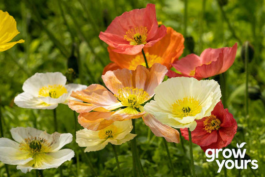 Poppy 'Iceland Finest Mix' Seeds - Poppy Flower Seeds Online NZ Wide ...