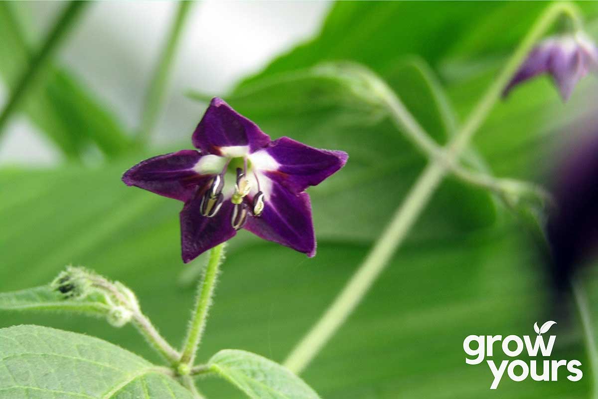Chilli Pepper ‘Rocoto’ Seeds - Heirloom Chilli Seeds NZ – Grow Yours