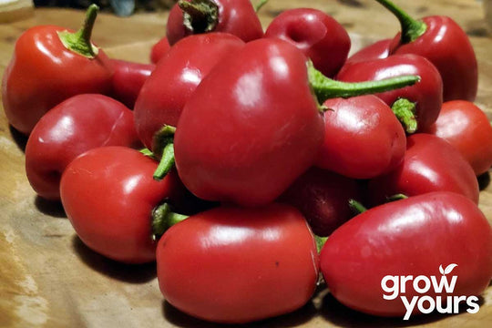 Chilli Pepper ‘Rocoto’ Seeds - Heirloom Chilli Seeds NZ – Grow Yours