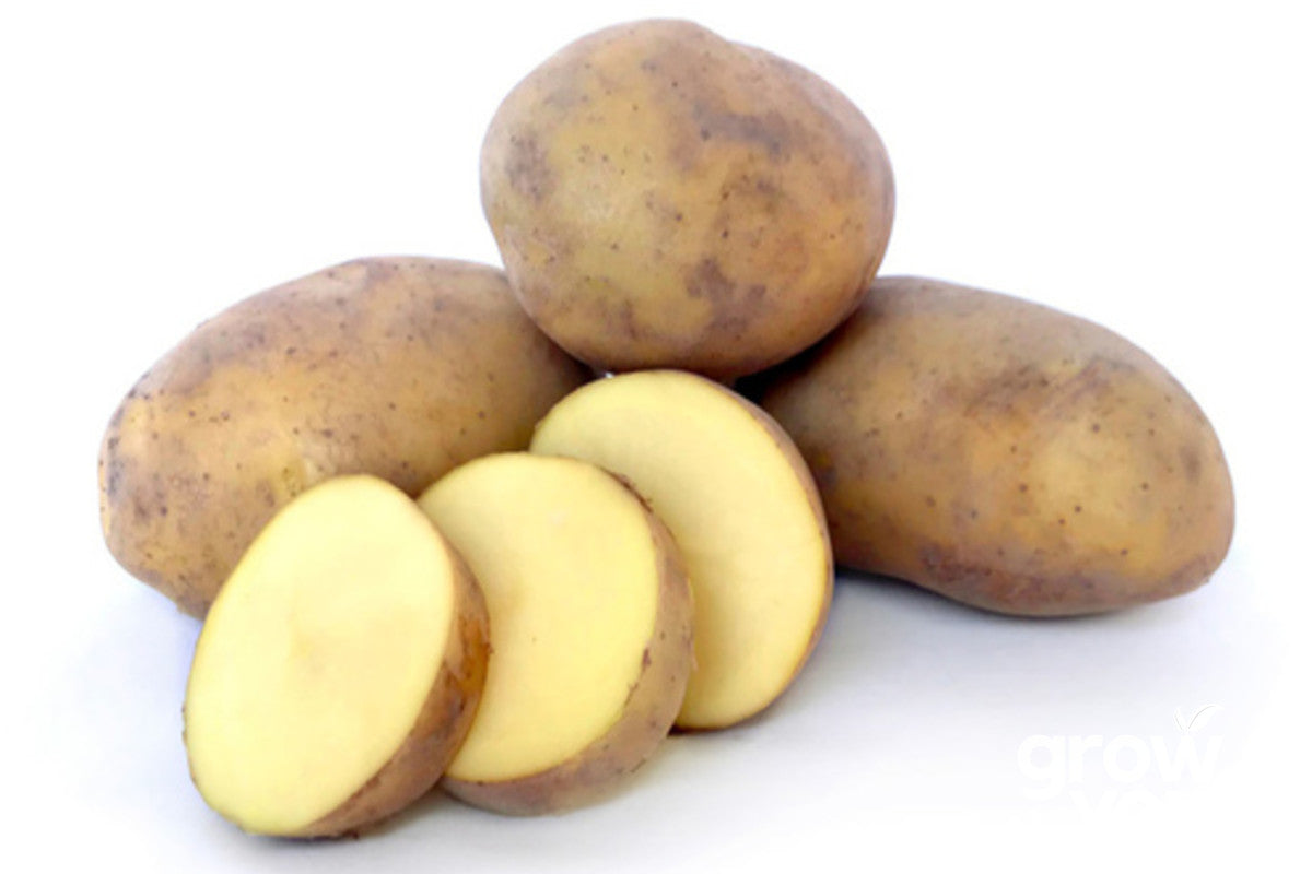 Potato ‘Agria’ - Seed Potatoes NZ – Grow Yours