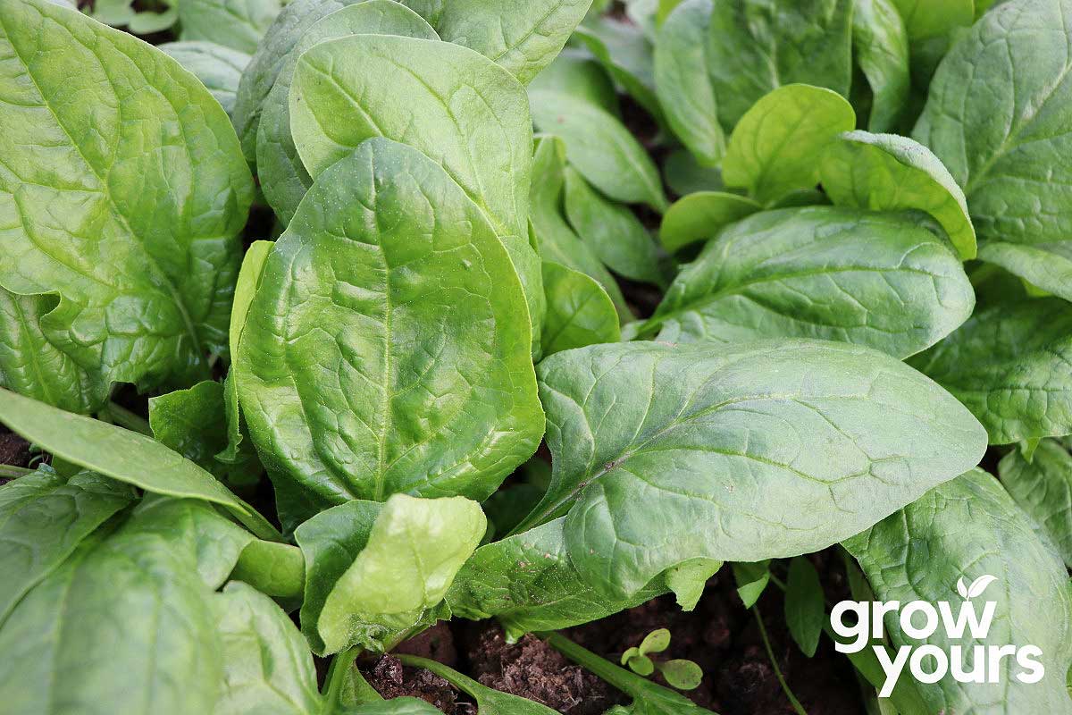 Spinach ‘Winter Giant’ Seeds - Heirloom Spinach Seeds NZ – Grow Yours
