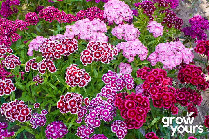 Sweet William 'Double Mix' Seeds - Sweet William Seeds NZ – Grow Yours