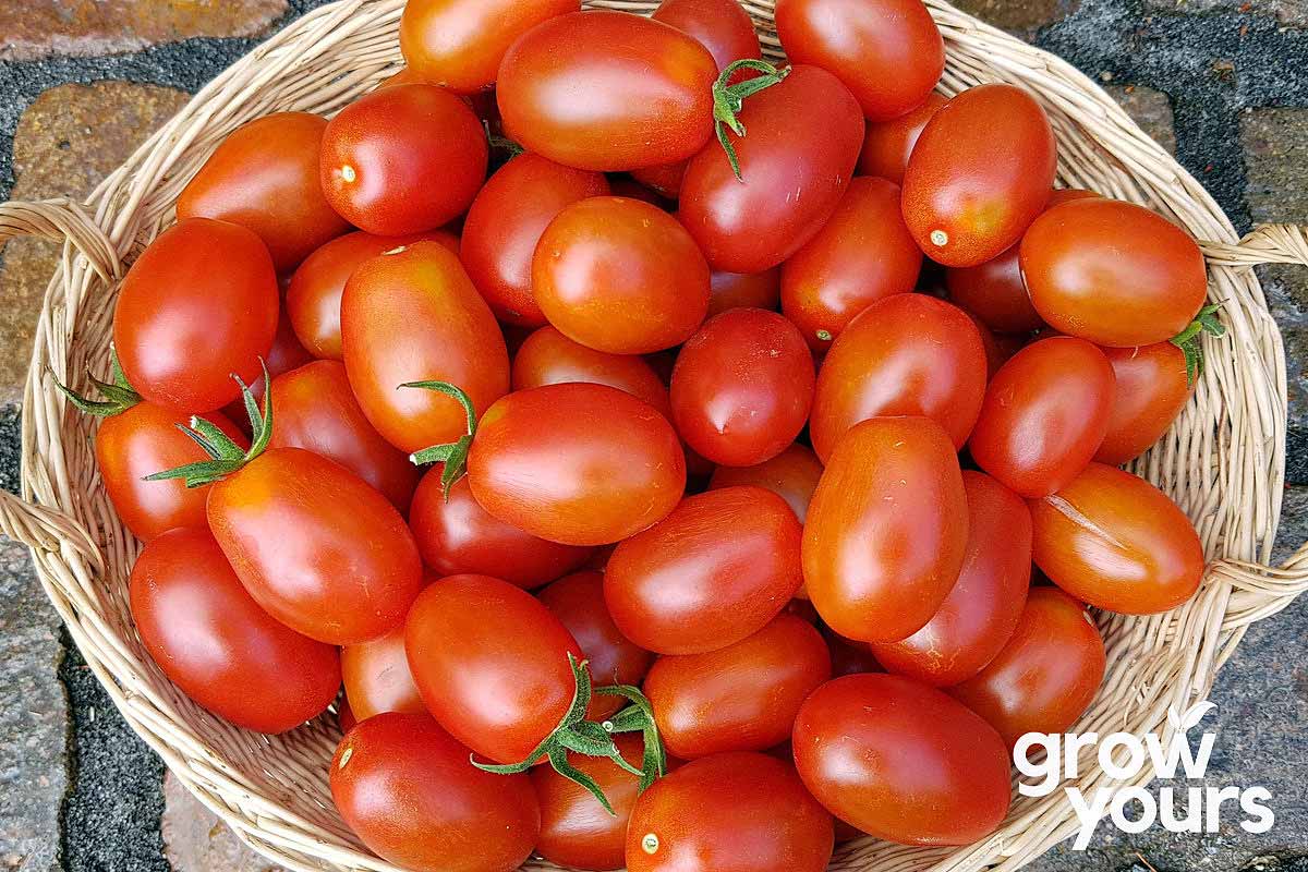 Tomato ‘Alma’ Seeds - Heirloom Tomato Seeds New Zealand – Grow Yours