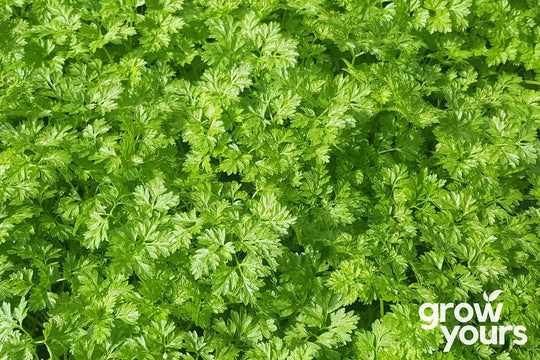 Chervil ‘Curled’ Seeds - Order Chervil Seeds NZ wide – Grow Yours