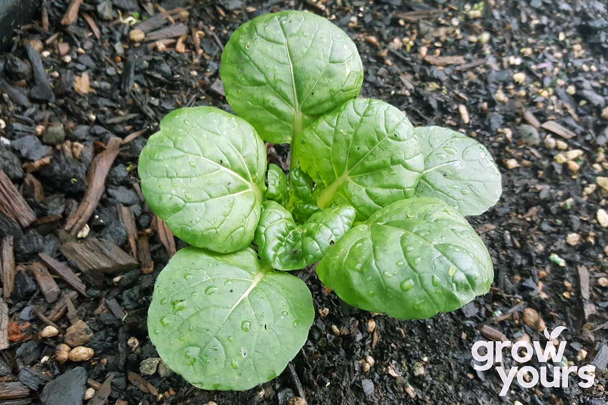 Cabbage ‘Tatsoi’ Seeds - Buy Tat Soi Seeds online – Grow Yours