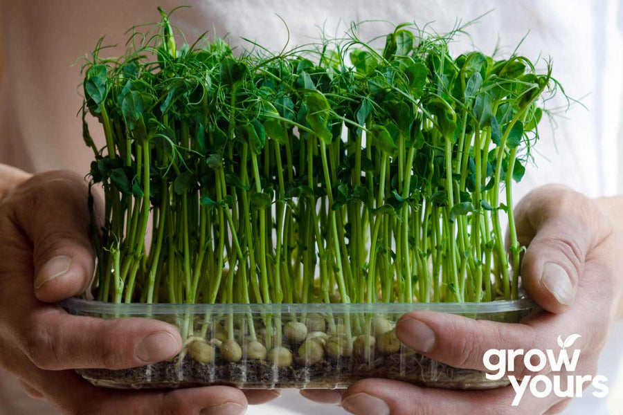 Pea Shoots - Microgreen Seeds - Pea Microgreens Seeds NZ – Grow Yours
